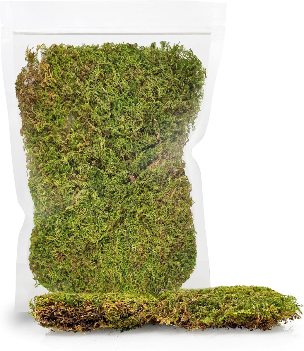 GARDENERA Preserved Sheet Moss in Natural Green | Decorative Real Natu ...